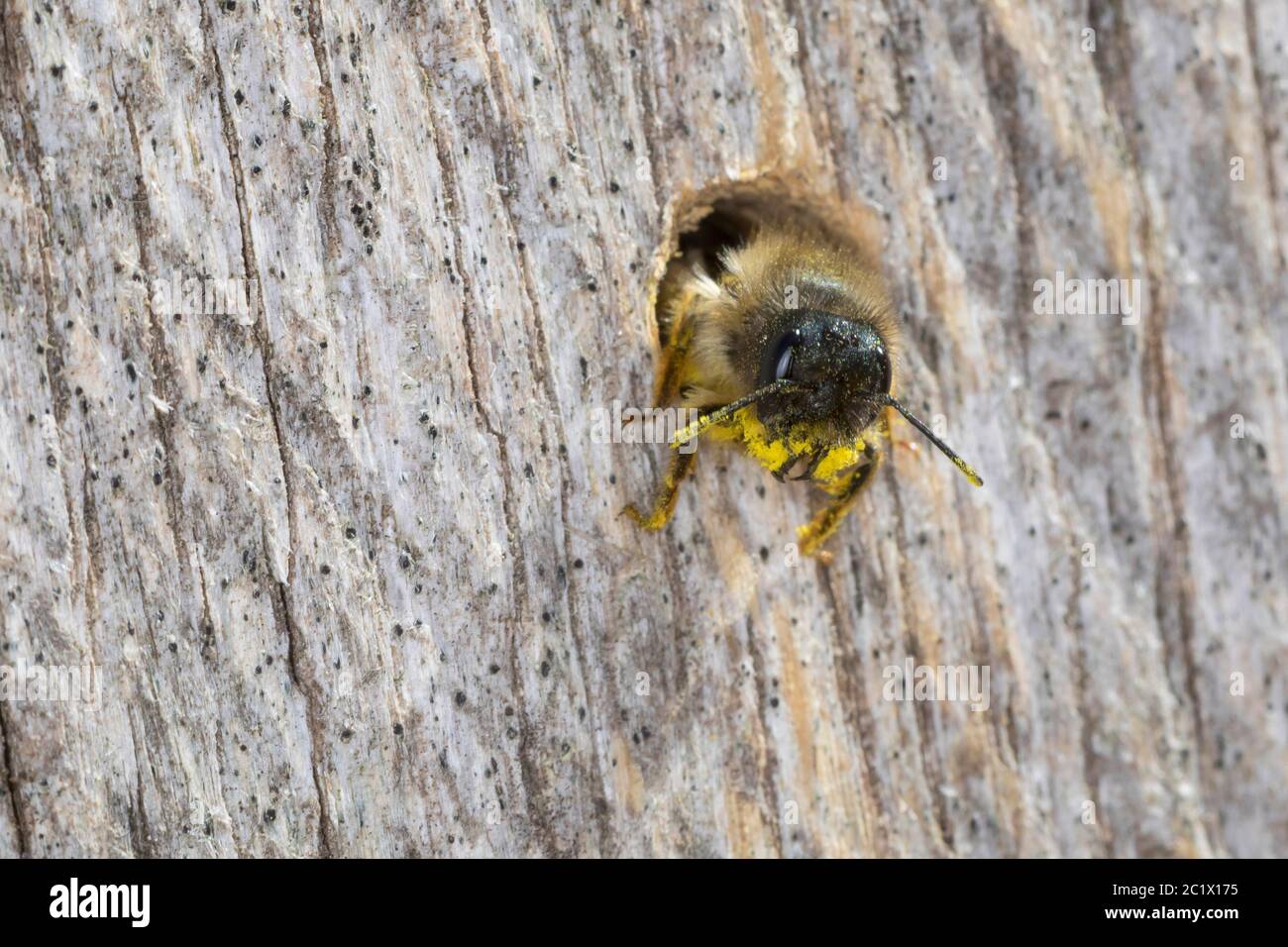 red mason bee (Osmia rufa, Osmia bicornis), female at nesting tube ...