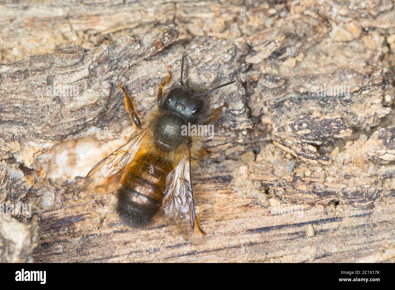 red mason bee (Osmia rufa, Osmia bicornis), female, Germany Stock Photo ...