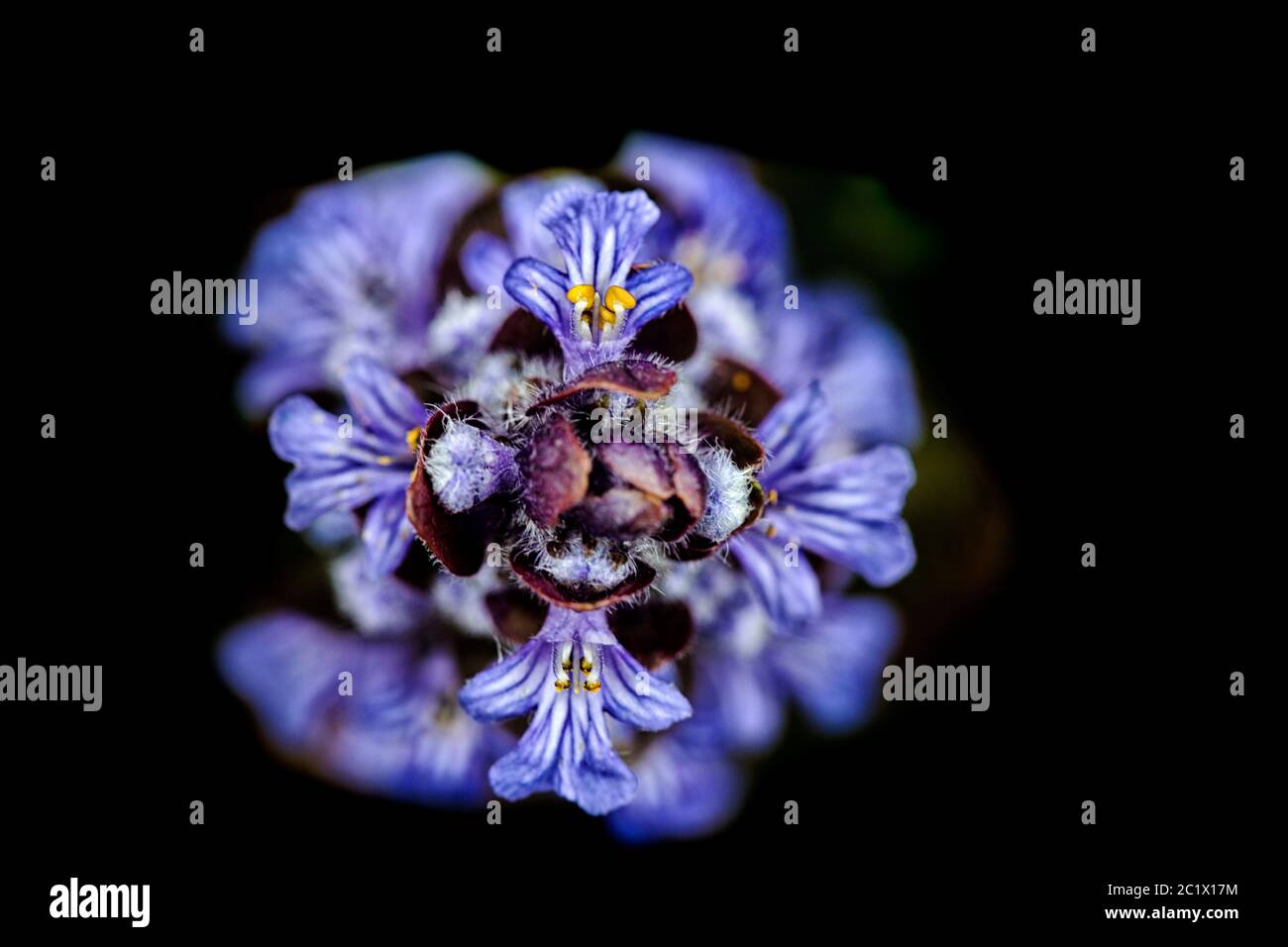 Common bugle, Creeping bugleweed (Ajuga reptans), inflorescence, top ...