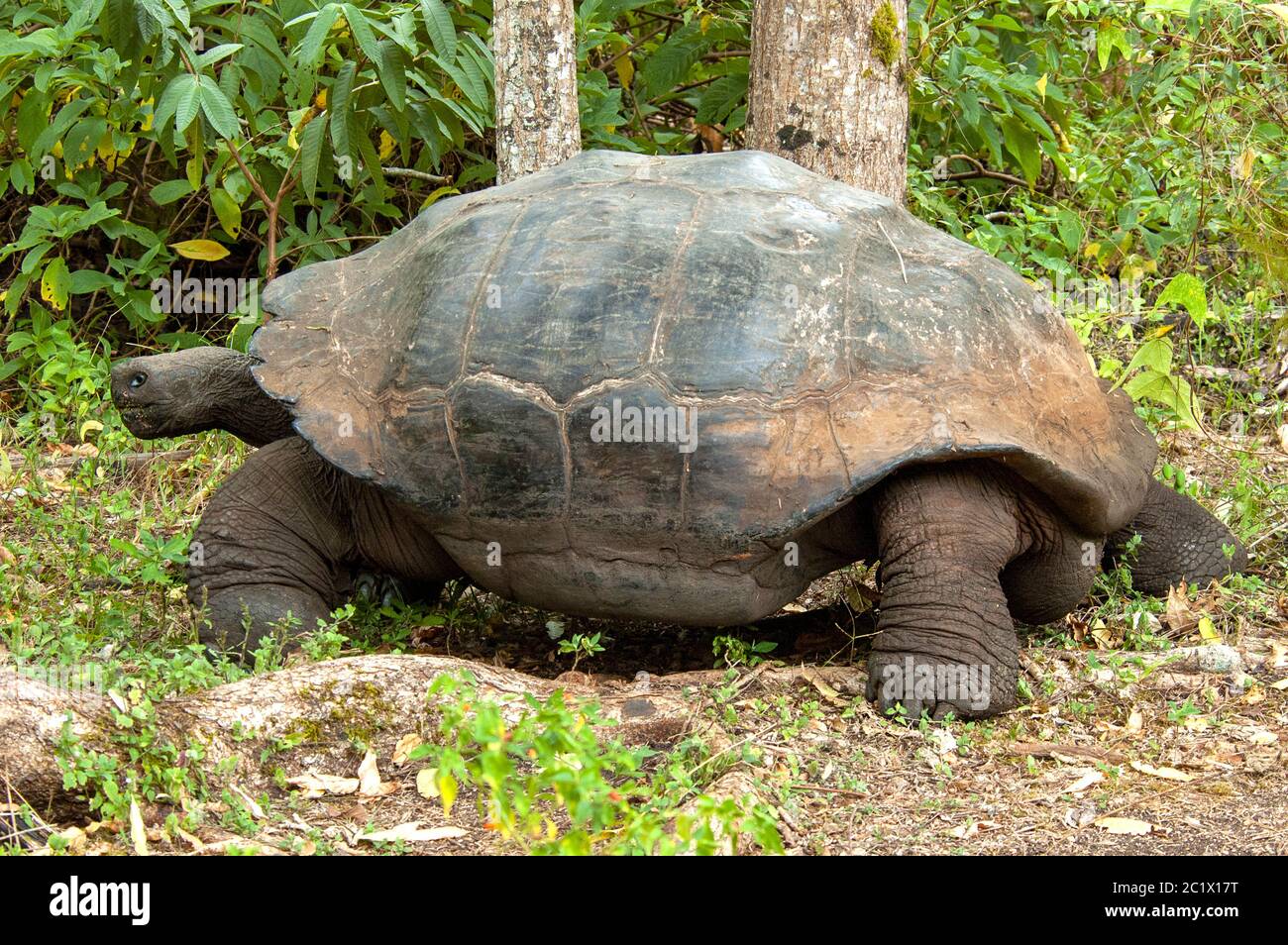 Eastern Santa Cruz tortoise (Chelonoidis donfaustoi, Chelonodis nigra ...