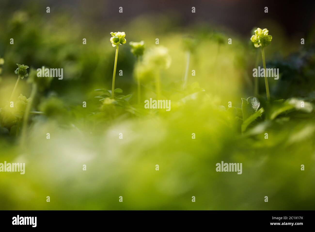Moschatel, Five-faced bishop, Hollowroot, Muskroot, Townhall clock ...