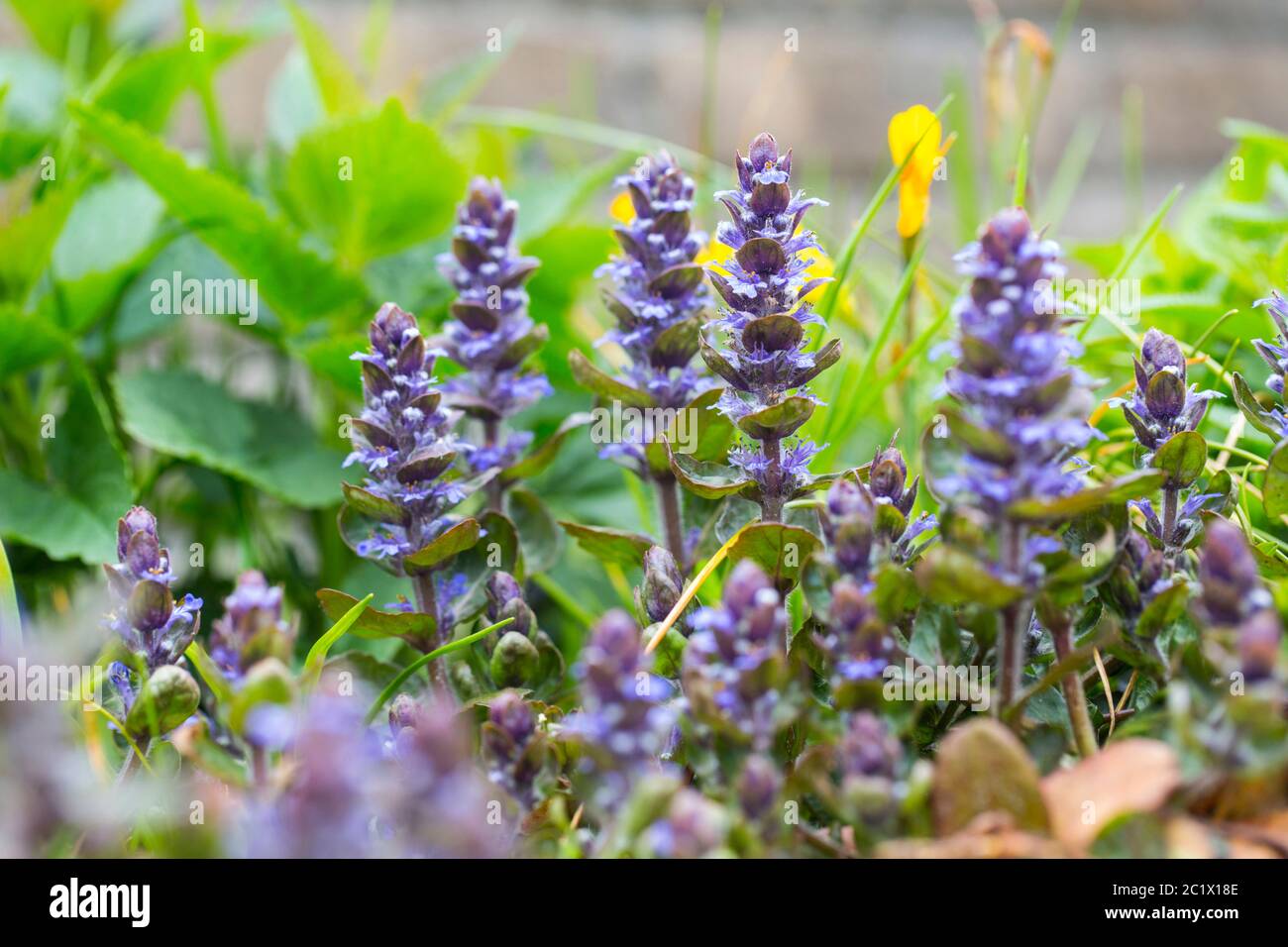 Common bugle, Creeping bugleweed (Ajuga reptans), blooming, Netherlands ...