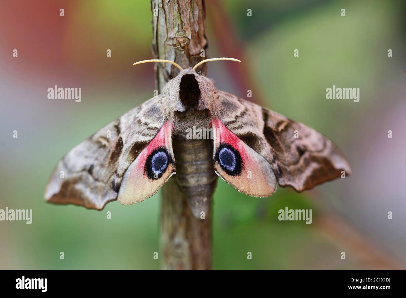 Eyed Hawk-Moth, Eyed Hawkmoth, Hawkmoth, Hawk-moth (Smerinthus ocellata ...