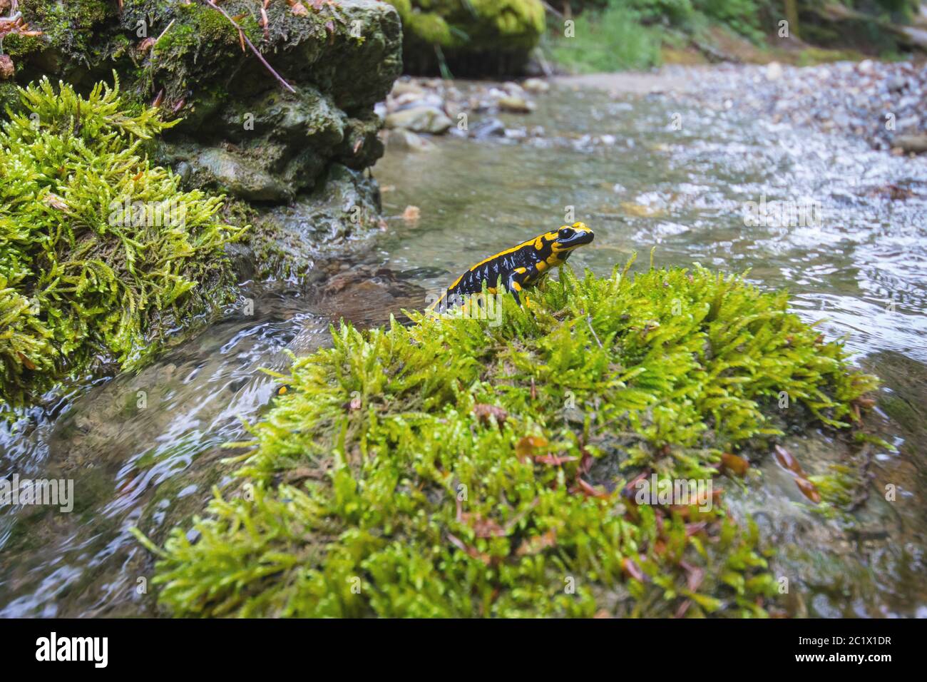 Climbing salamanders hi-res stock photography and images - Alamy