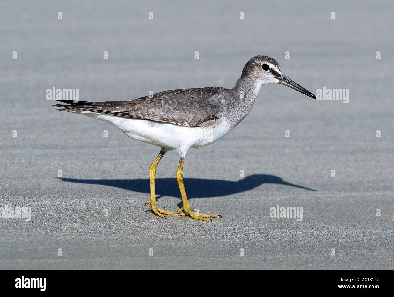 grey-tailed tattler, Polynesian tattler (Tringa brevipes, Heteroscelus ...