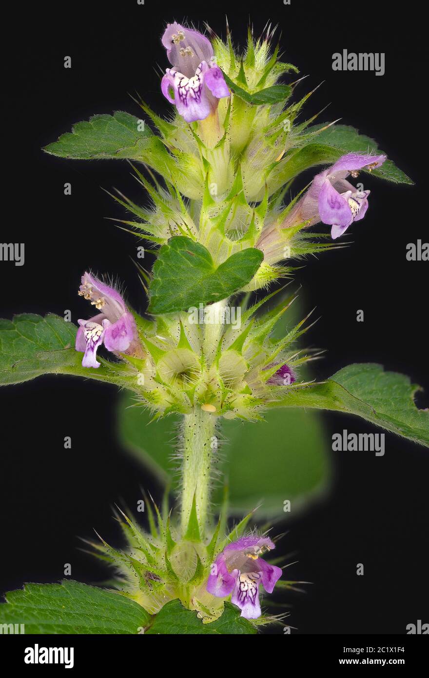 common hemp nettle, brittle-stem hempnettle (Galeopsis tetrahit ...