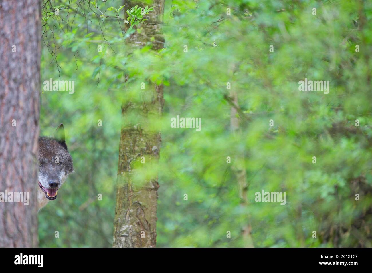 Wolf behind tree hi-res stock photography and images - Alamy