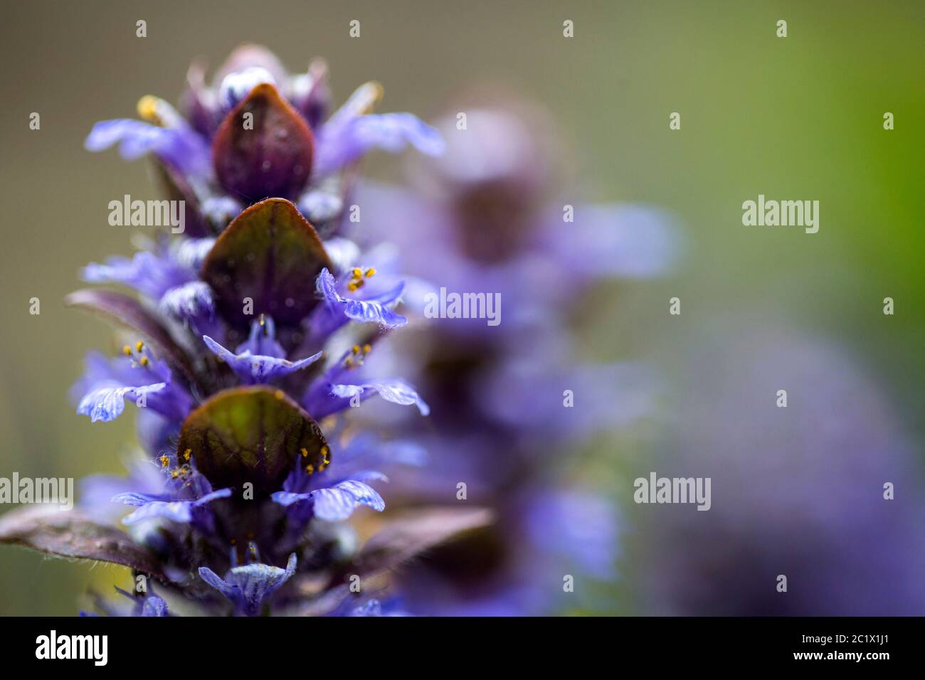 Bugle flowers hi-res stock photography and images - Alamy
