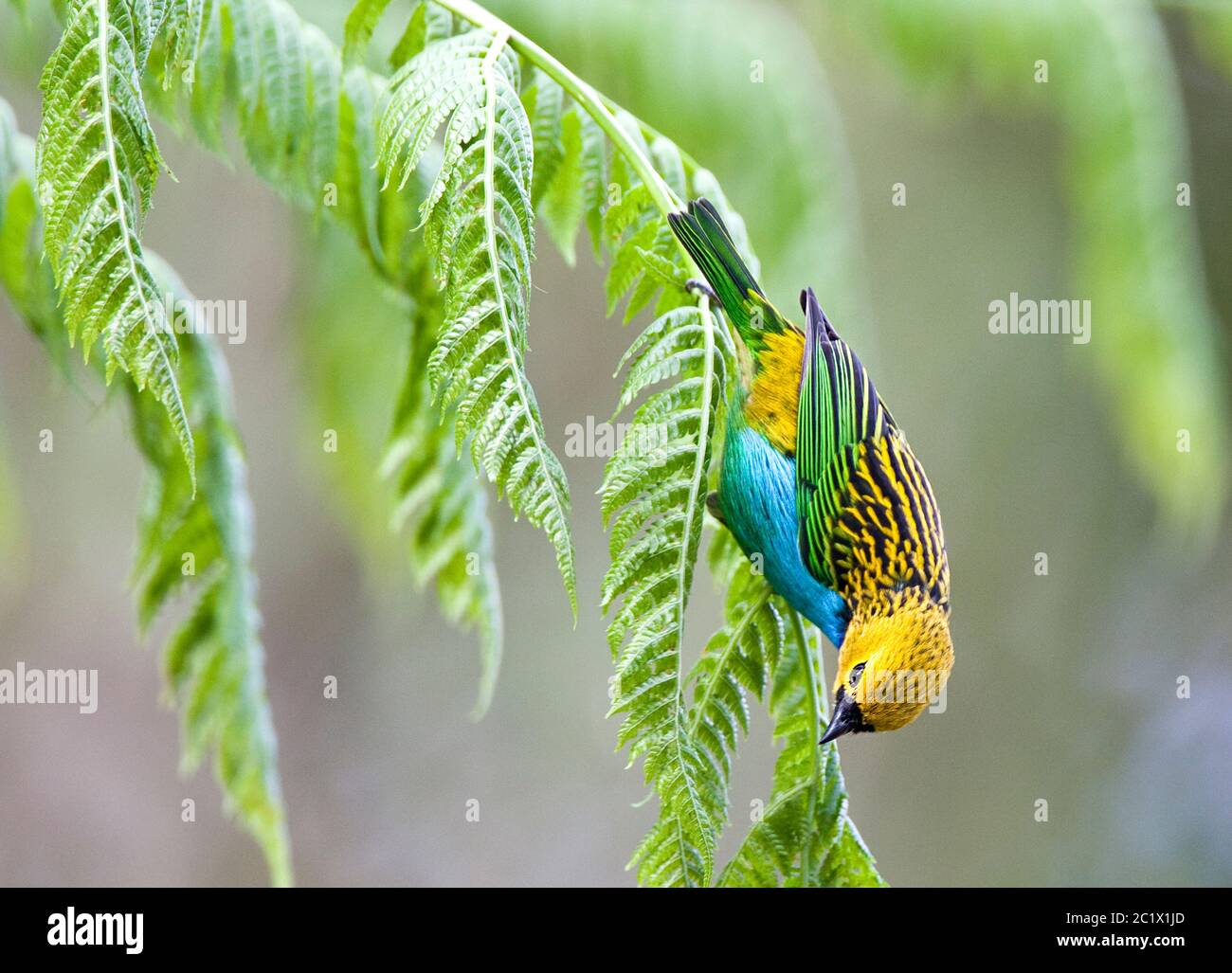 Gilt edged tanagers hi-res stock photography and images - Alamy