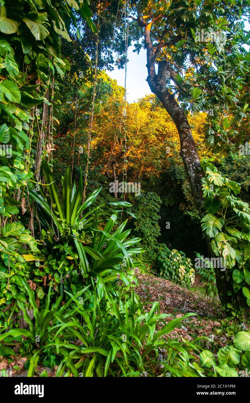 Scenery view of the Dense green tropical jungle in the wilderness Stock ...