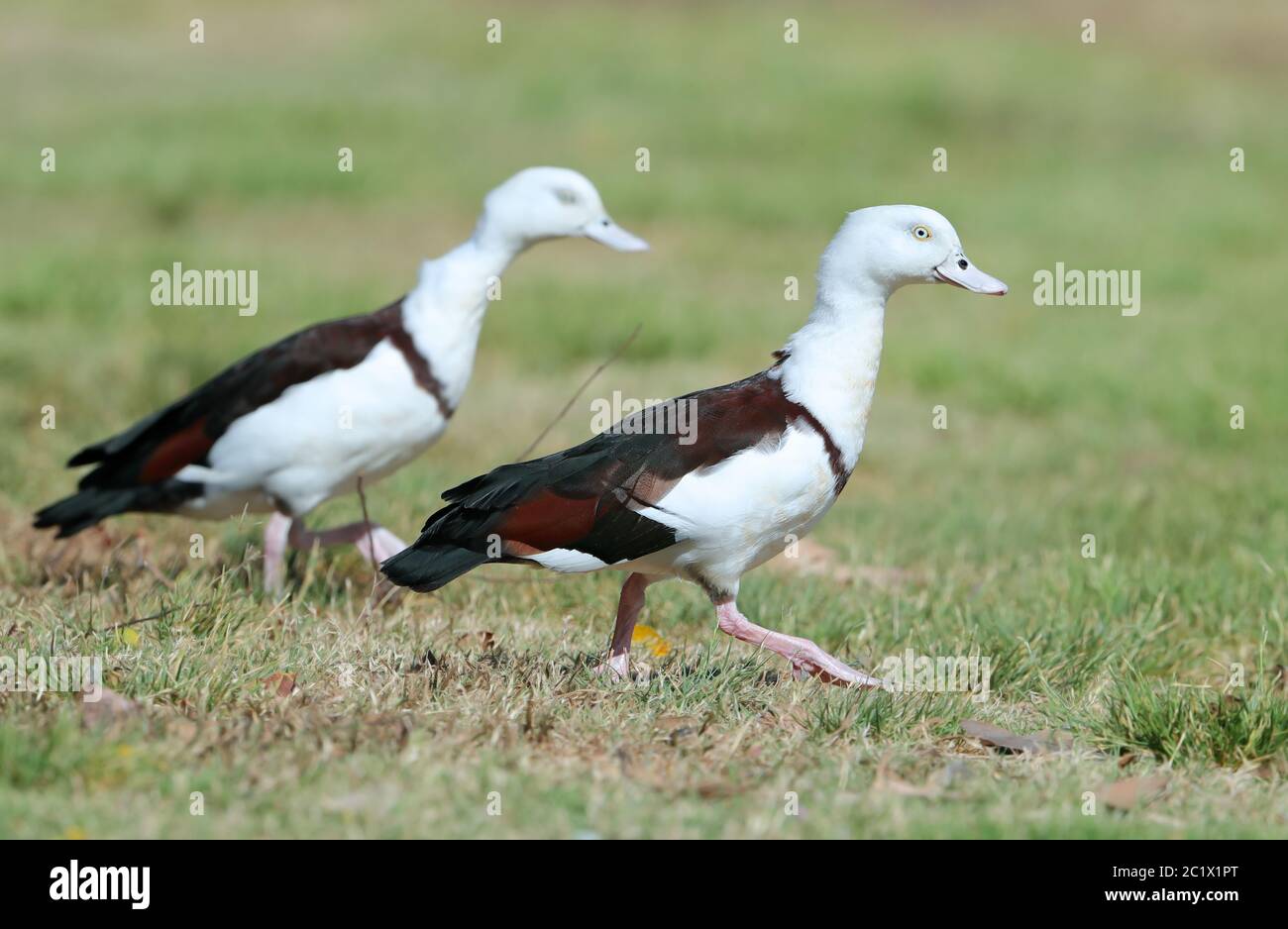 Radjah shelduck, Raja shelduck, Black-backed shelduck, Burdekin duck ...