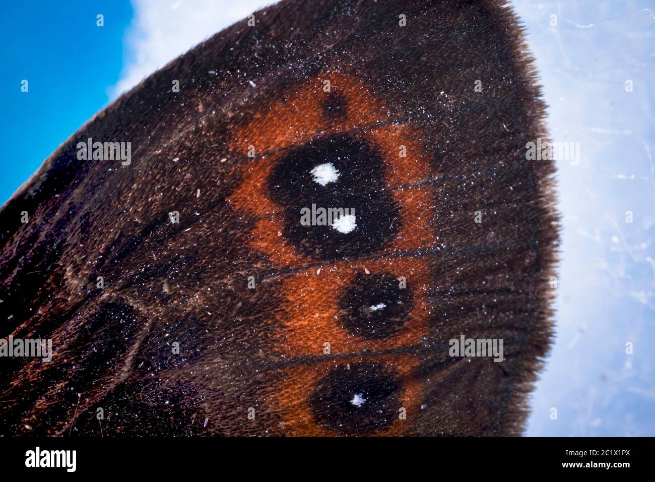 Butterfly wing detail hi-res stock photography and images - Alamy