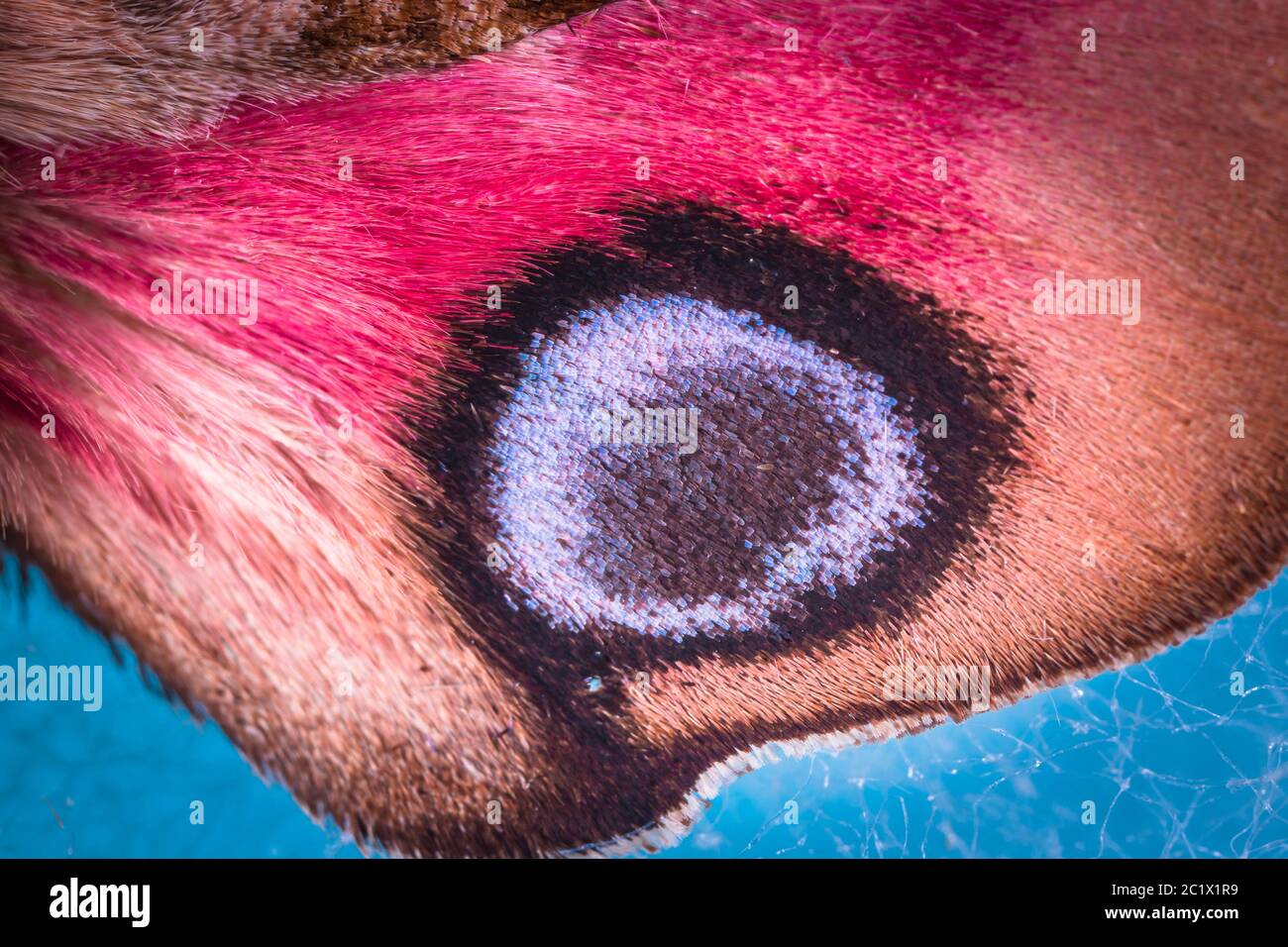 Eyed Hawk-Moth, Eyed Hawkmoth, Hawkmoths Hawk-moths (Smerinthus ...