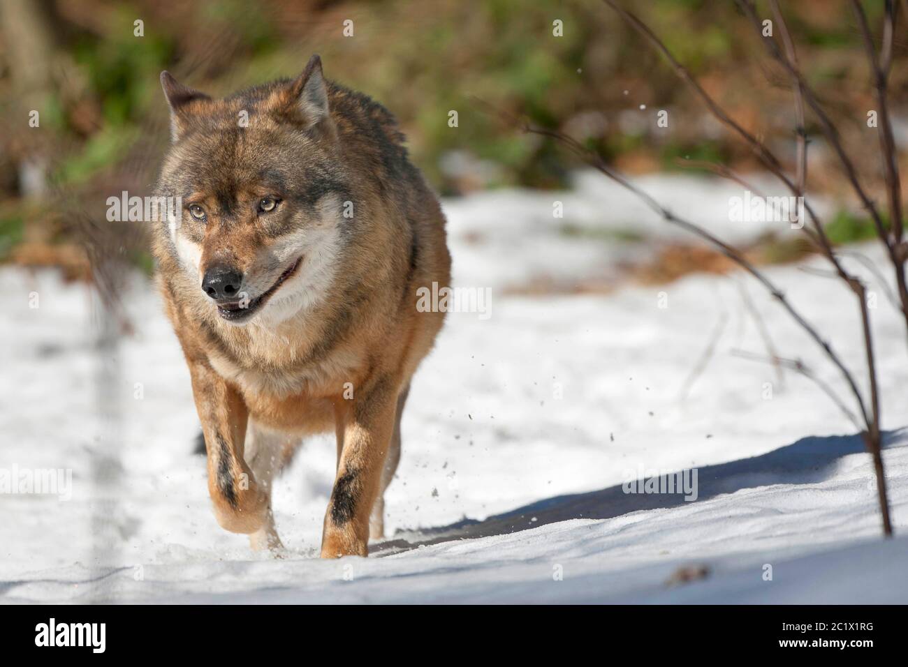Nature Park Bavarian Forest High Resolution Stock Photography and ...