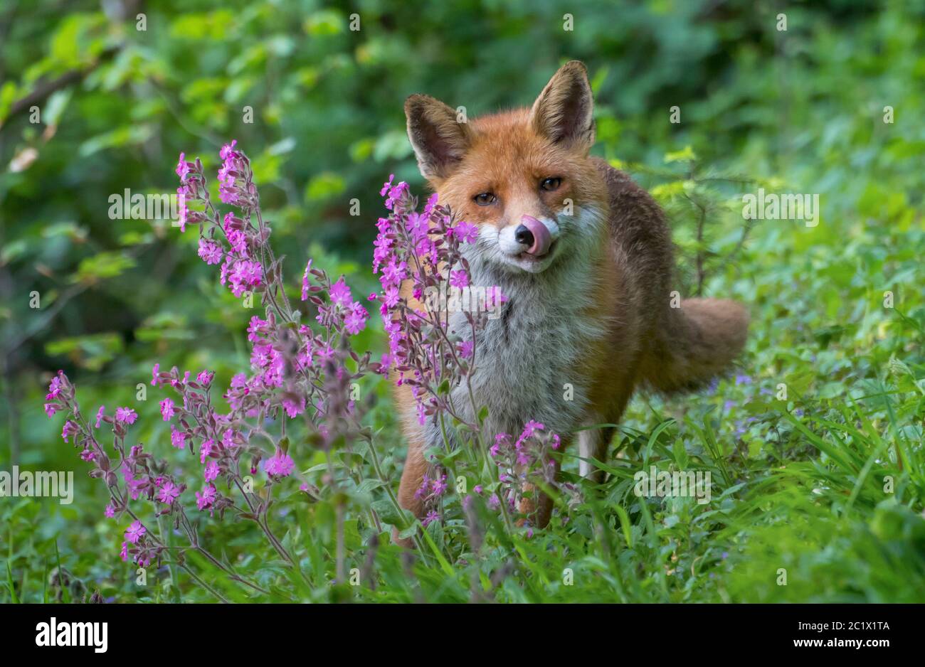 red fox (Vulpes vulpes), licking snout between forest flowers, front ...