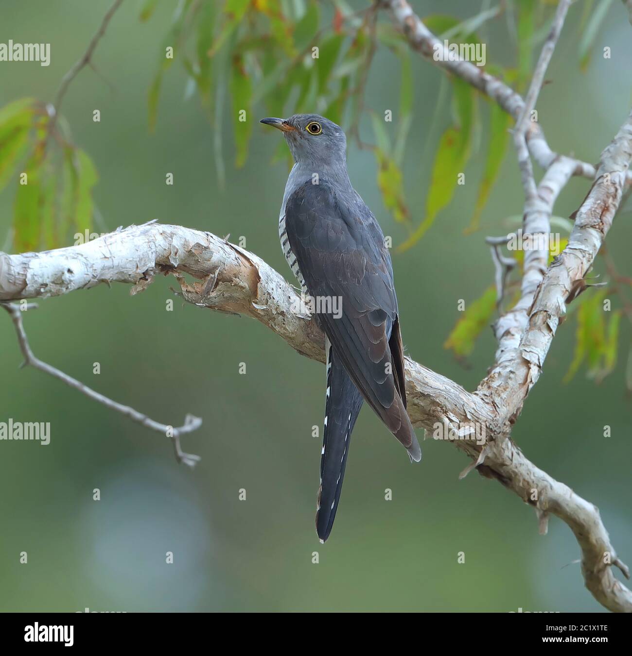 Oriental Cuckoo, Horsfield's Cuckoo (Cuculus optatus), perches on a ...