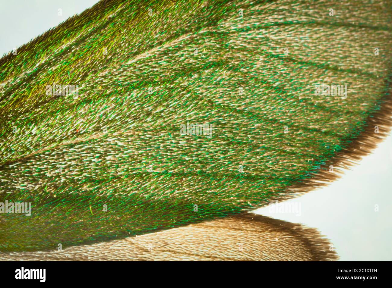 Forester, Common forester (Procris statices, Adscita statices), detail ...