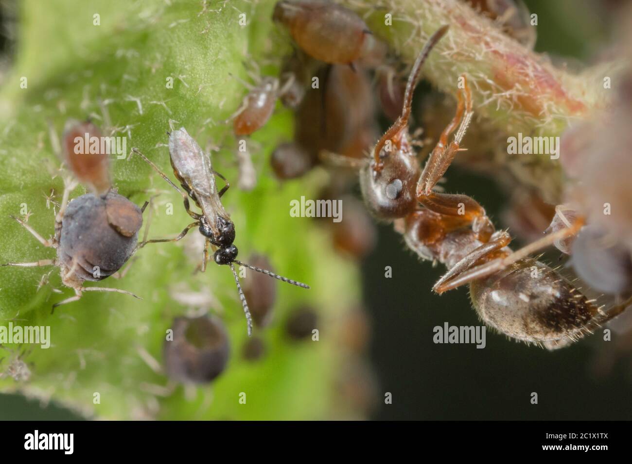 Parasitoid flies hi-res stock photography and images - Alamy