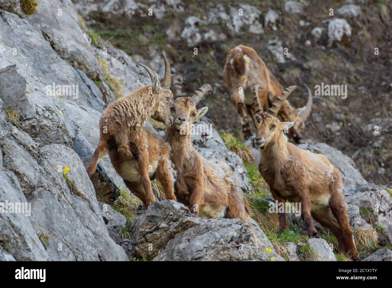 Alpine ibex (Capra ibex, Capra ibex ibex), Alpine ibexes in steeply ...