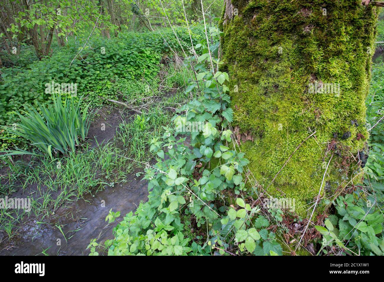 Vorte bossen hi-res stock photography and images - Alamy