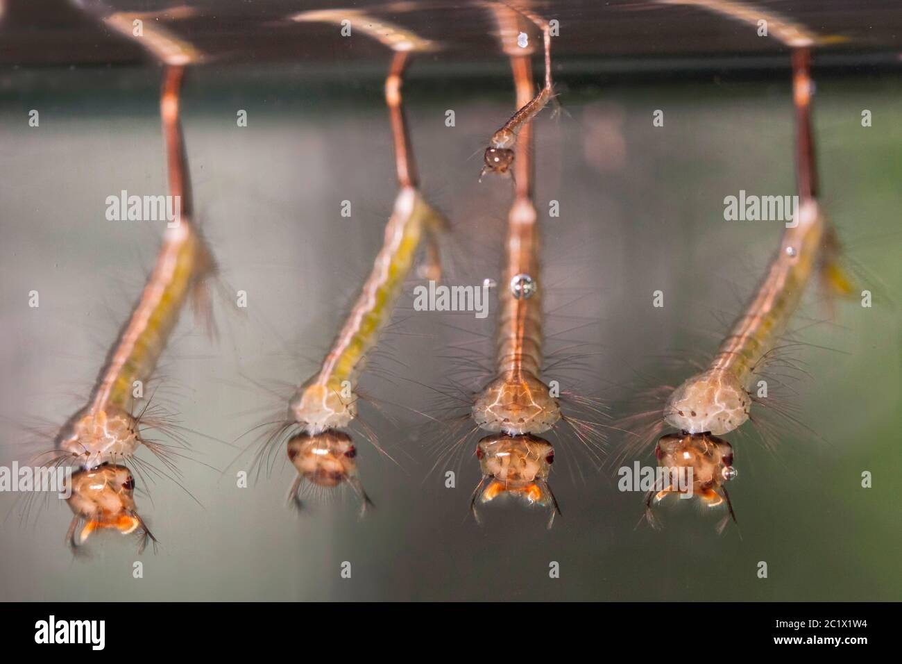 house mosquito, northern common house mosquito, common gnat, house gnat ...