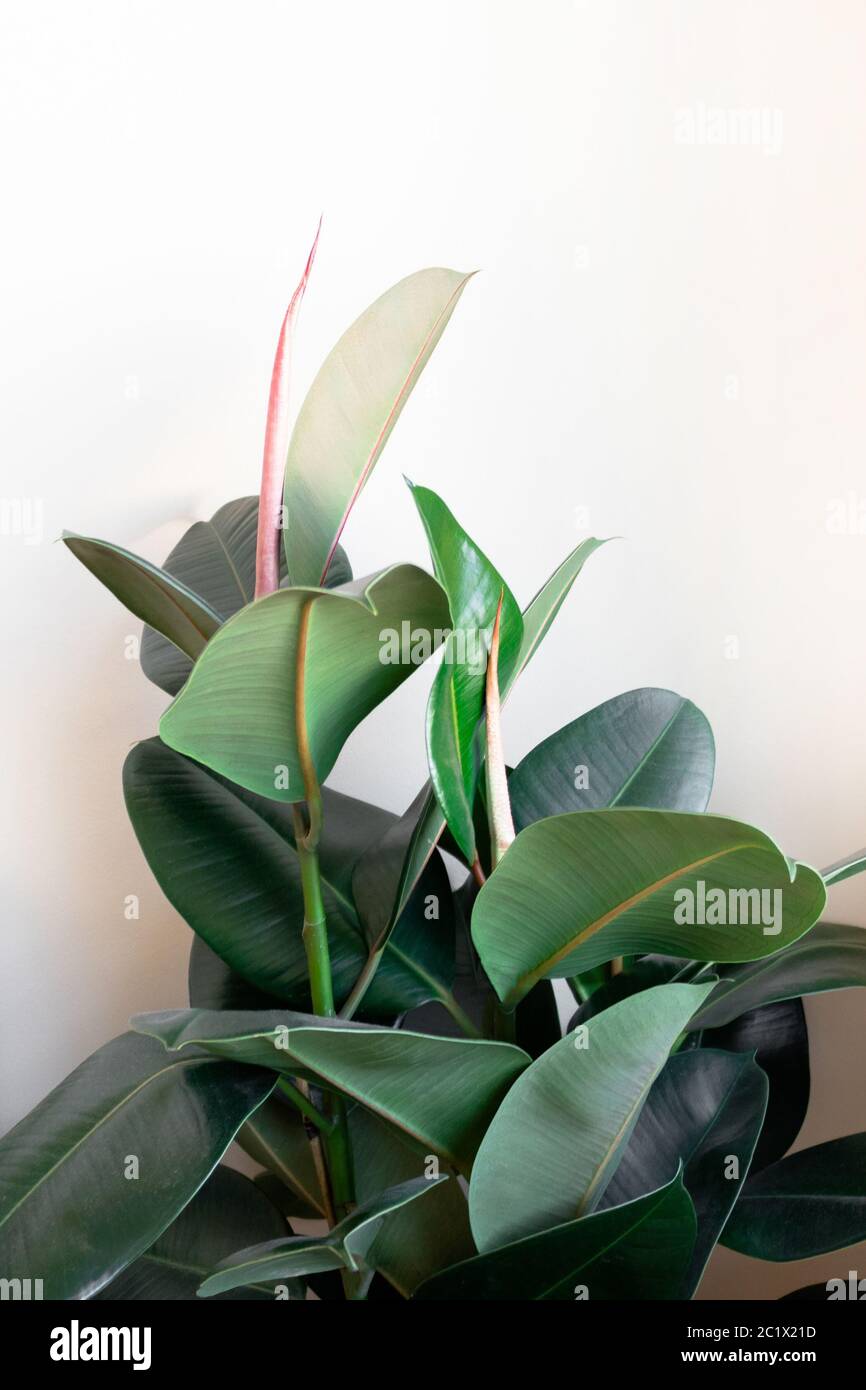 Ficus elastica houseplant lush hi-res stock photography and images - Alamy