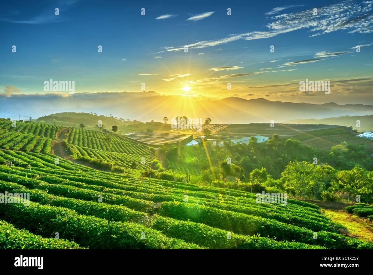 Green tea hill in the highlands in the morning. This tea plantation ...