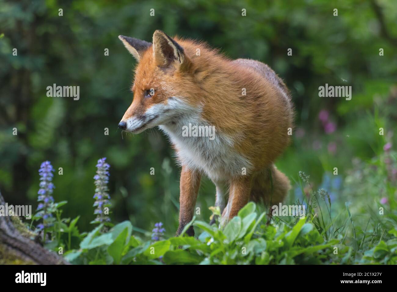 red fox (Vulpes vulpes), foraging between forest flowers, front view, Switzerland, Sankt Gallen ...