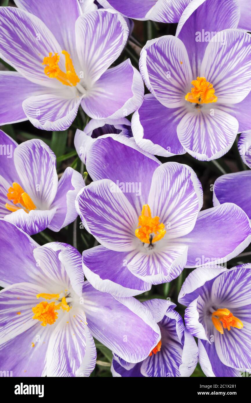 Dutch crocus, spring crocus (Crocus vernus, Crocus neapolitanus ...