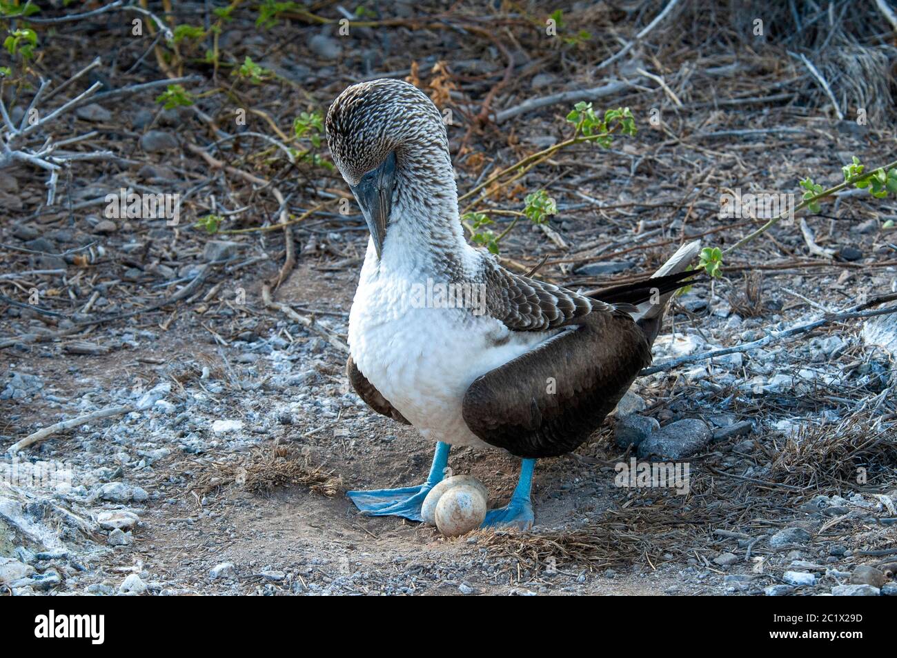 blue-footed booby (Sula nebouxii), adult with two eggs, Ecuador ...