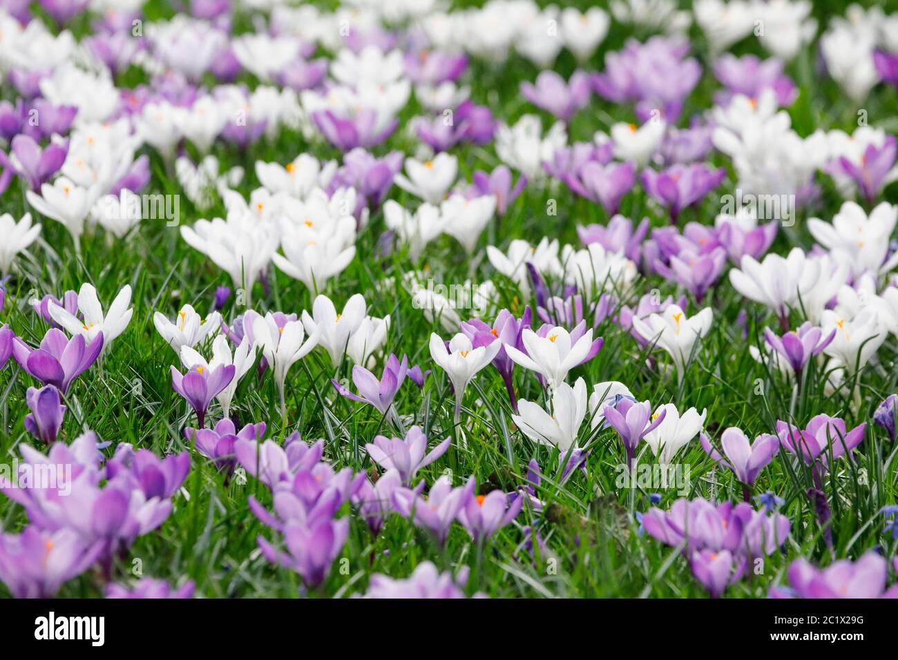 Spring flowers in europe hi-res stock photography and images - Alamy