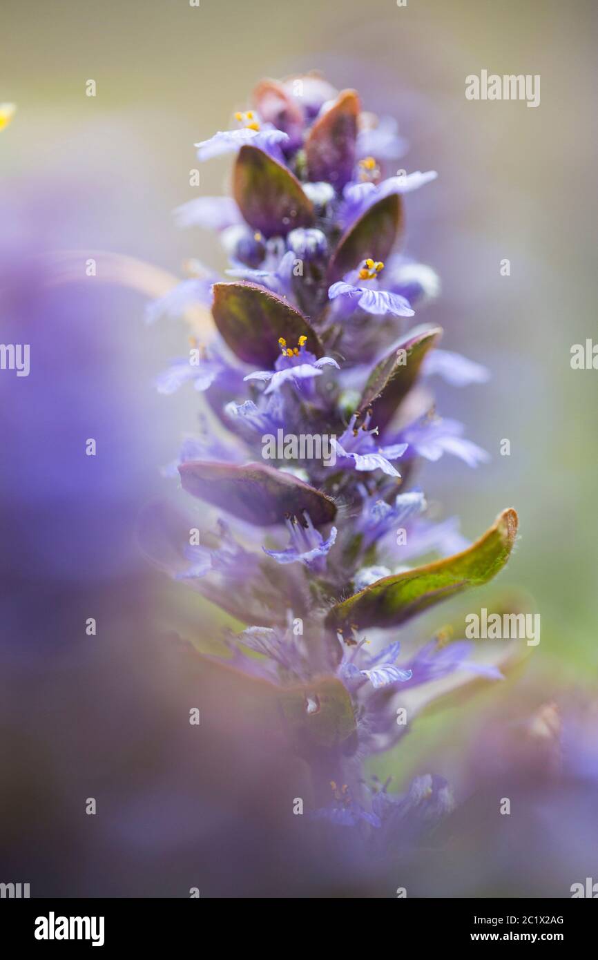 Common bugle, Creeping bugleweed (Ajuga reptans), inflorescence ...