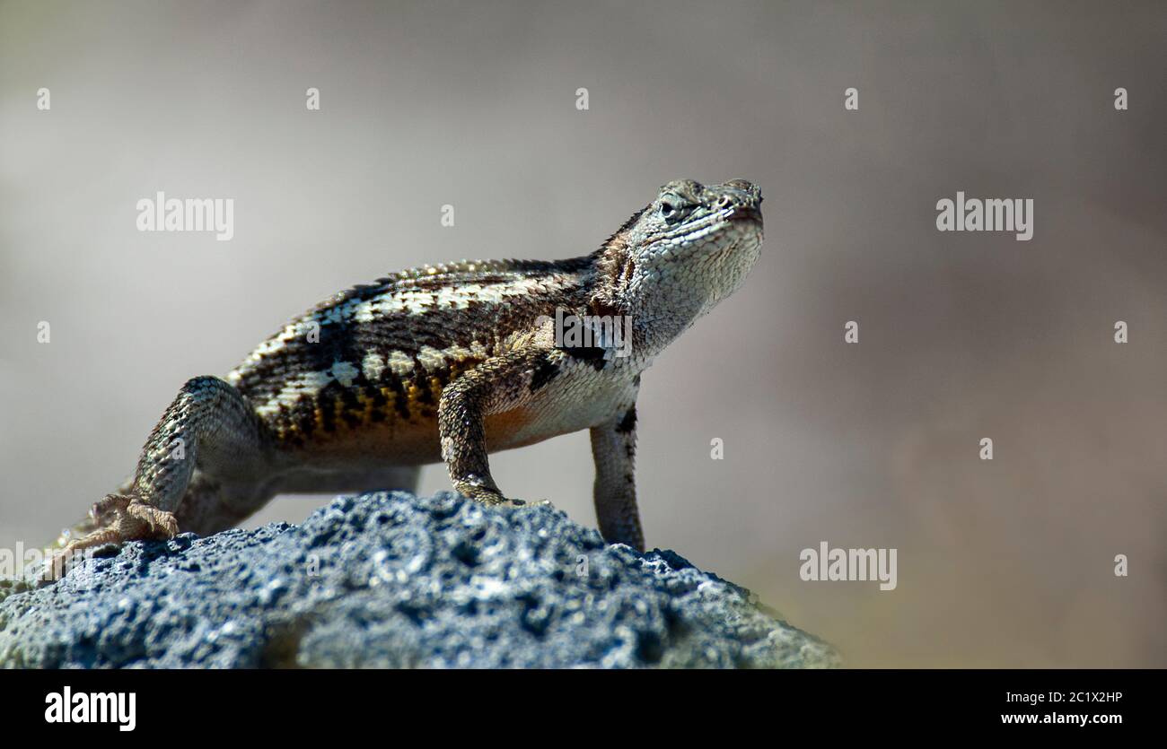 Albemarle lava lizard, Galapagos lizard, Lava Lizard (Microlophus ...