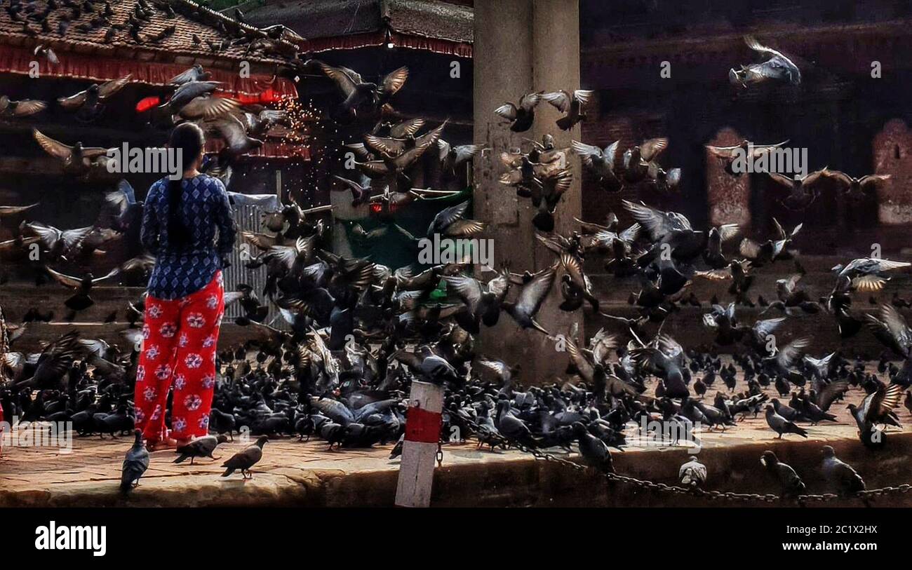 Kathmandu, Nepal. 16th June, 2020. Pigeons fly as a Nepali woman feeds ...