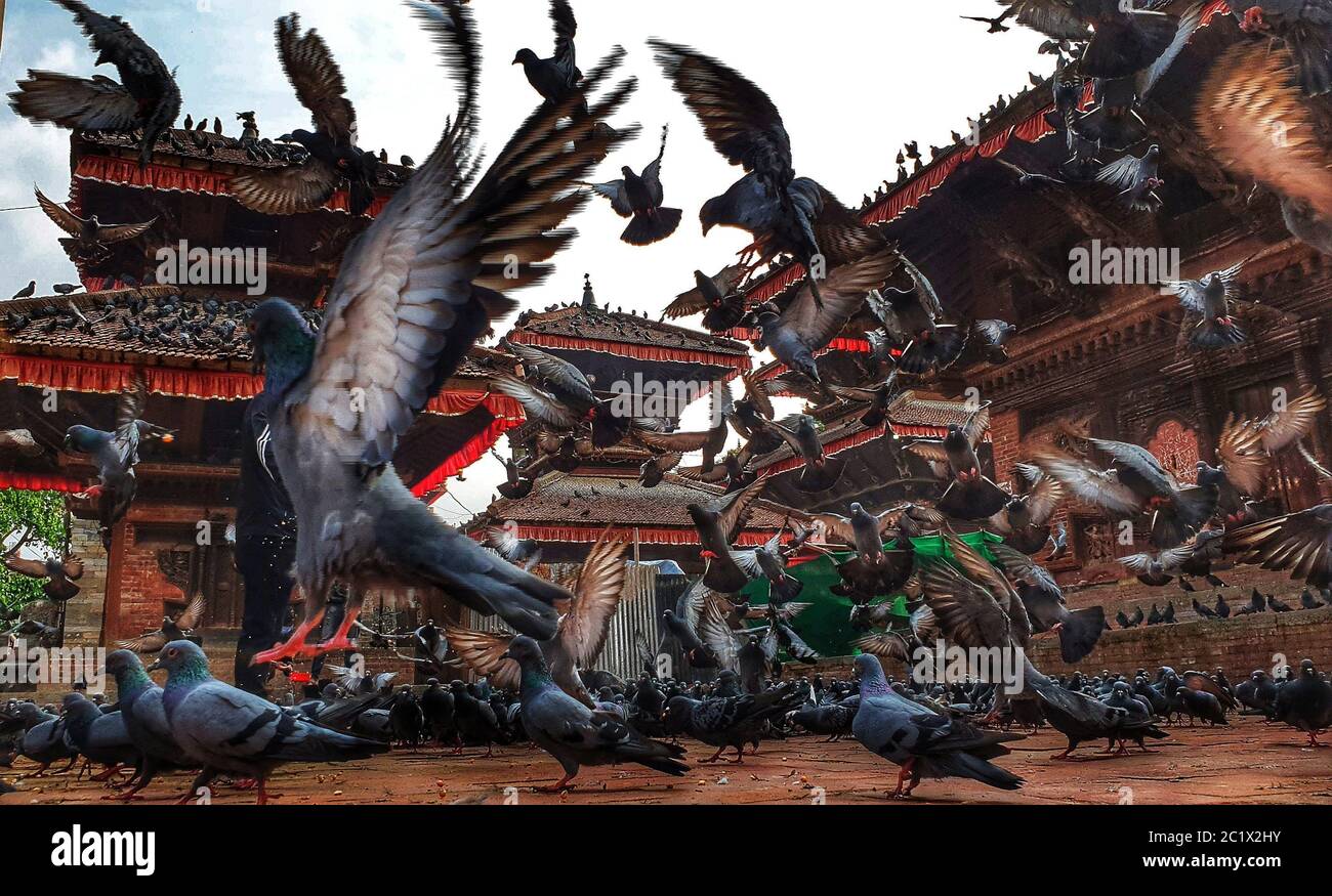 Kathmandu, Nepal. 16th June, 2020. Pigeons fly as Nepali people feed ...