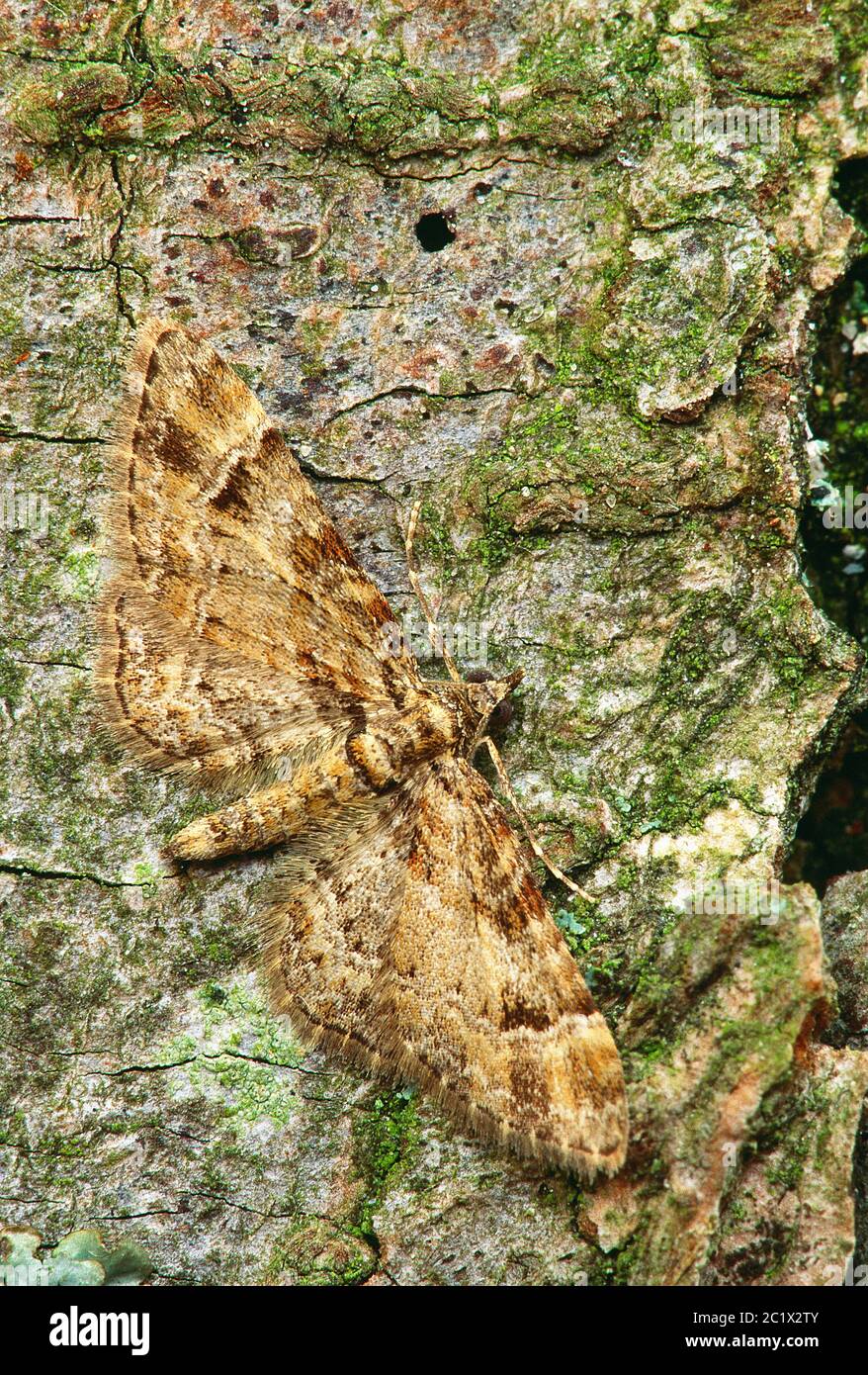 Double striped pug moth hi-res stock photography and images - Alamy