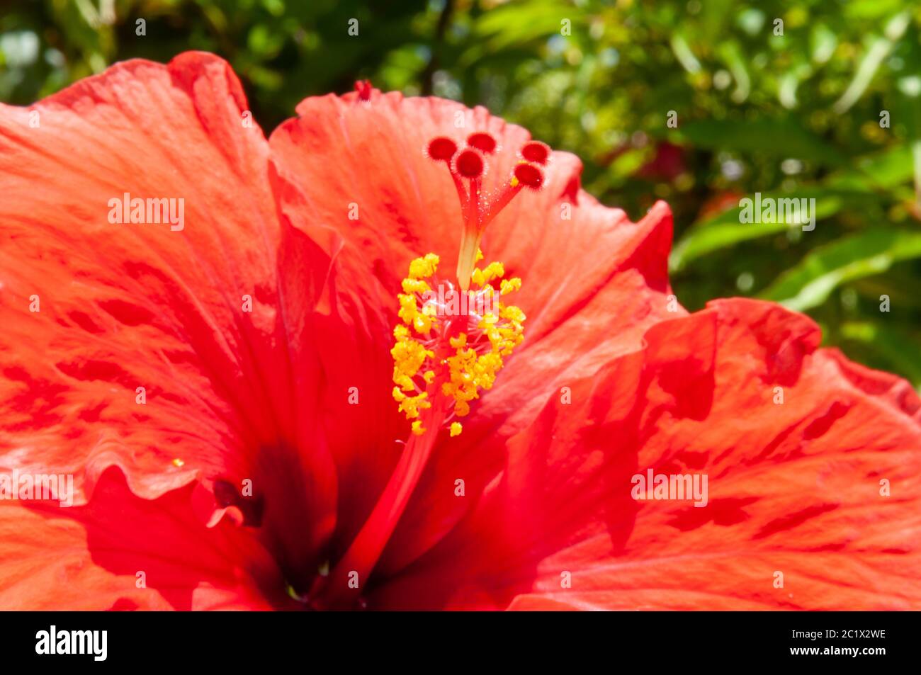 Close-up of a Red beautiful tropical single flower of Chinese Hibiscus ...