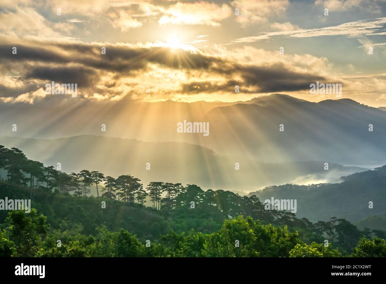 Sunrise over hillside a pine forest with long sun rays pass through ...
