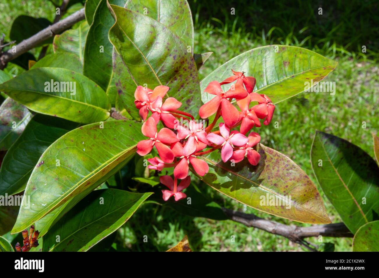 Rubiaceae Family High Resolution Stock Photography and Images - Alamy