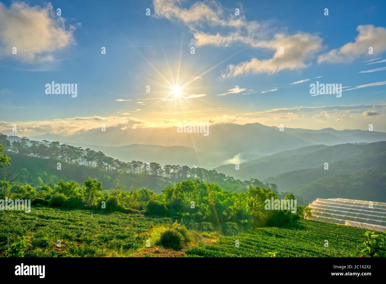 Sunrise over hillside a pine forest with long sun rays pass through ...