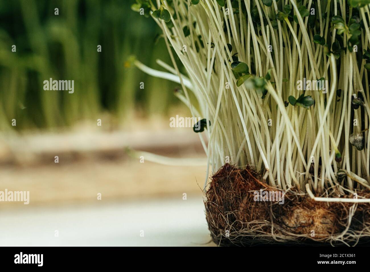 Redish plant sprout hi-res stock photography and images - Alamy