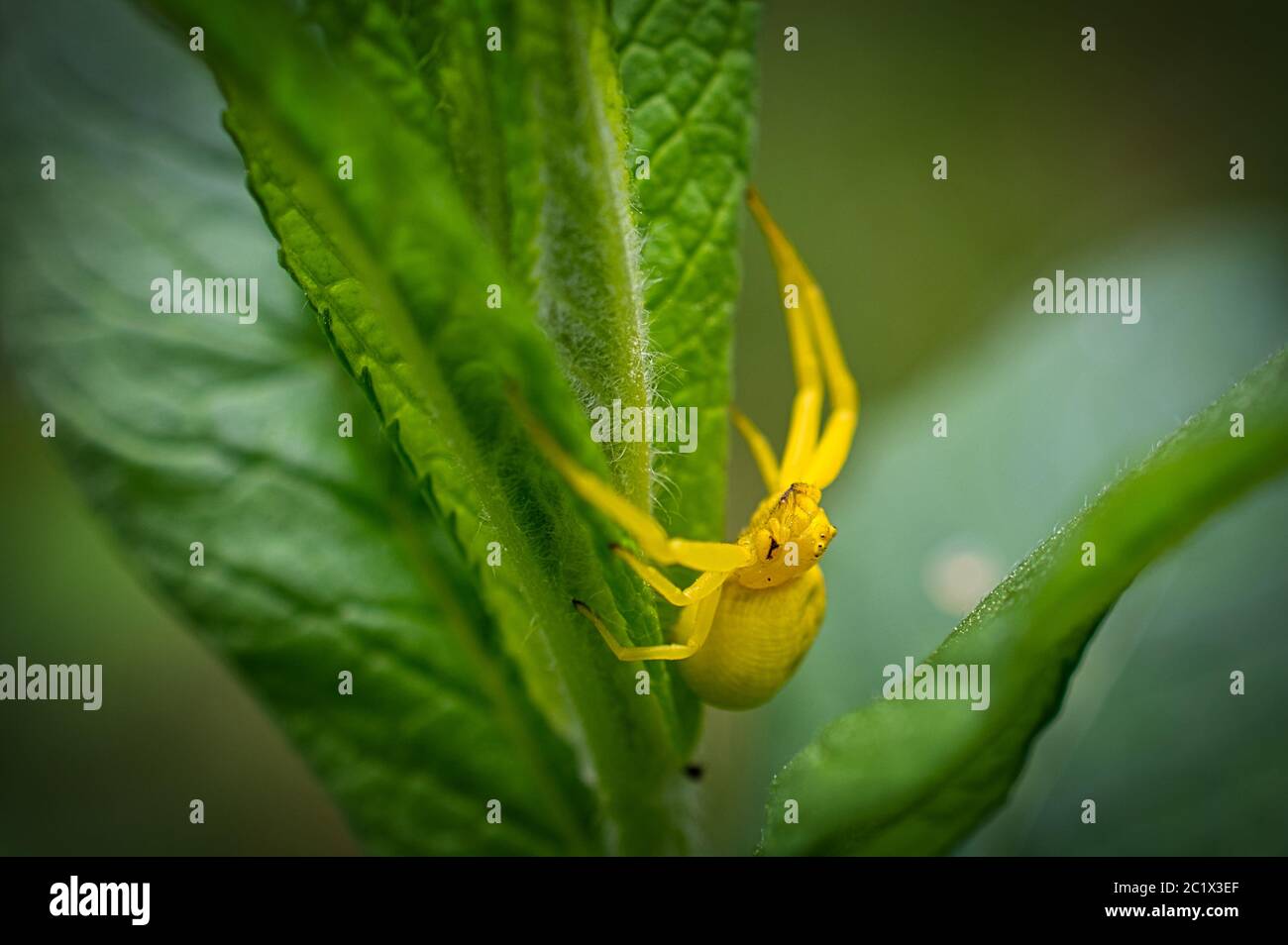 Beautiful yellow spider trying to escape from the photographer Stock ...