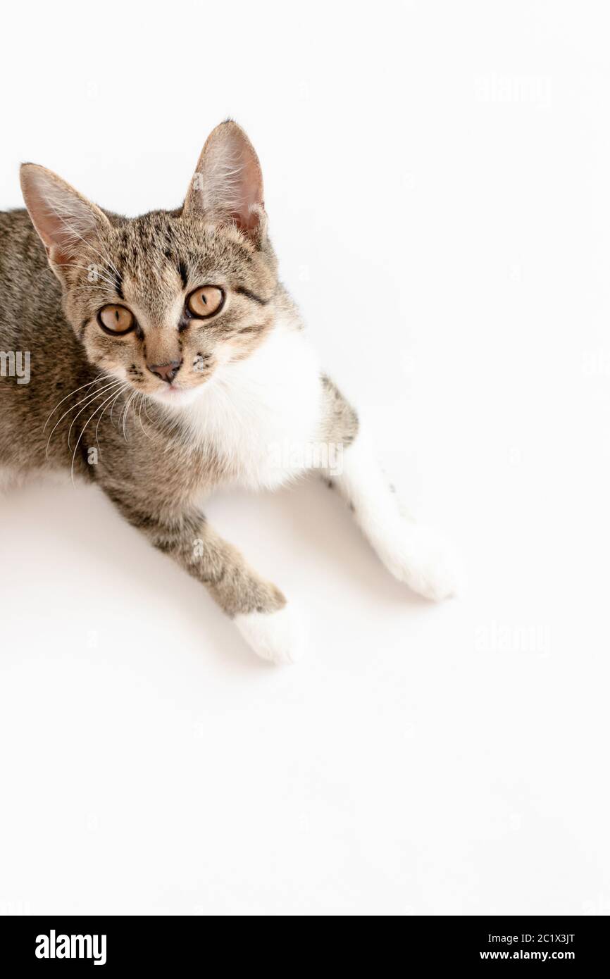 Top view of cat on white background Stock Photo - Alamy