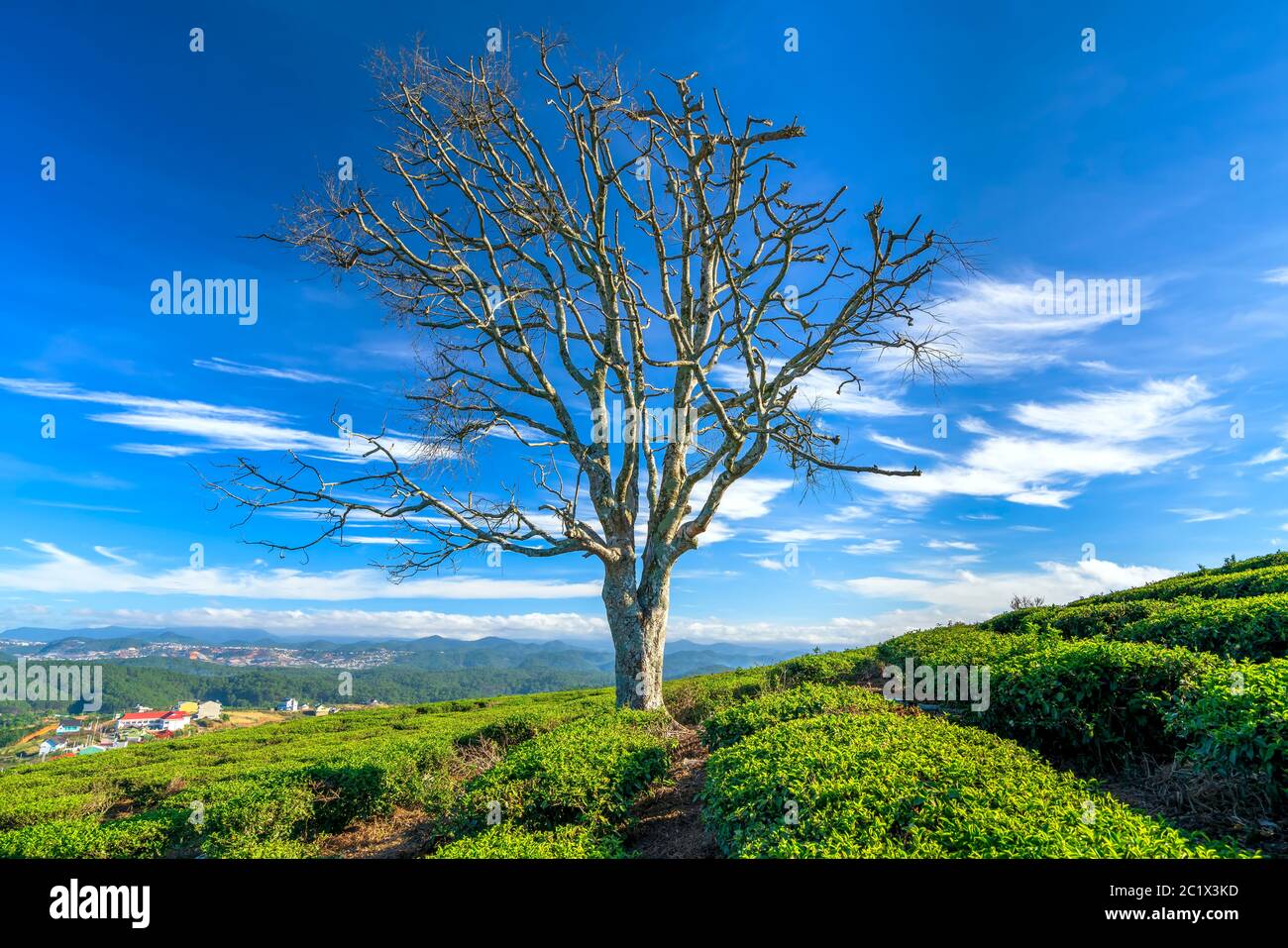 Green tea hill in the highlands in the morning. This tea plantation ...