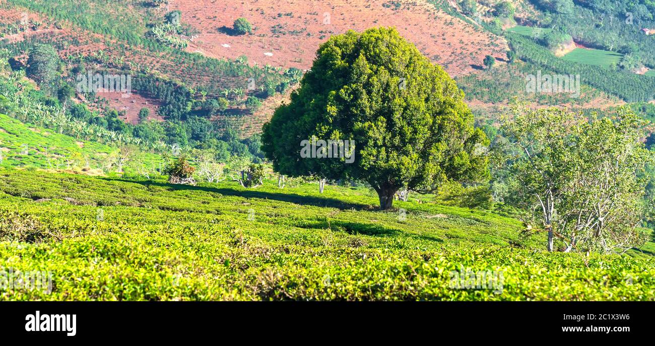 Green tea hill in the highlands in the morning. This tea plantation ...