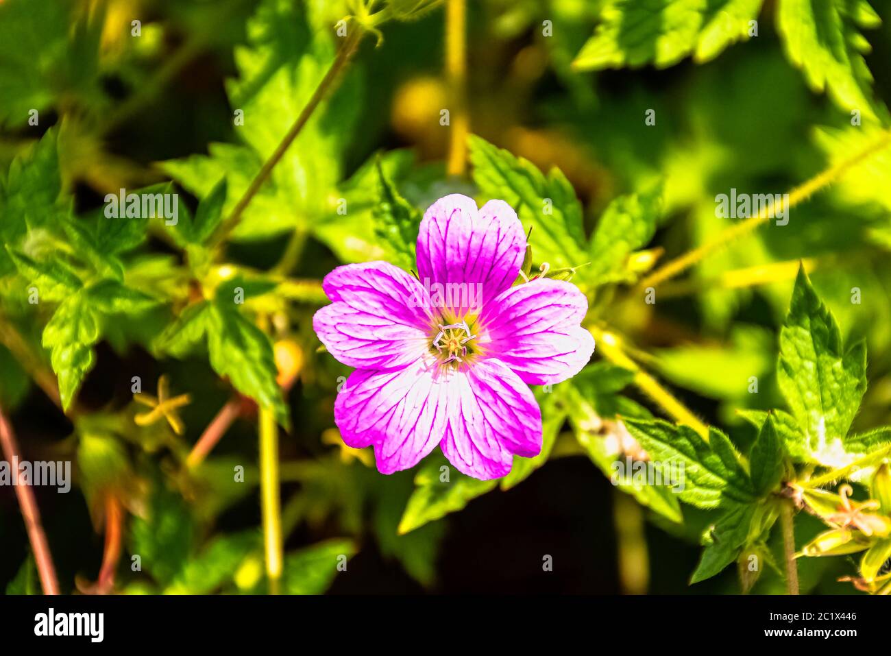 Wild geranium palustre known as marsh cranesbill in Chichester, West ...