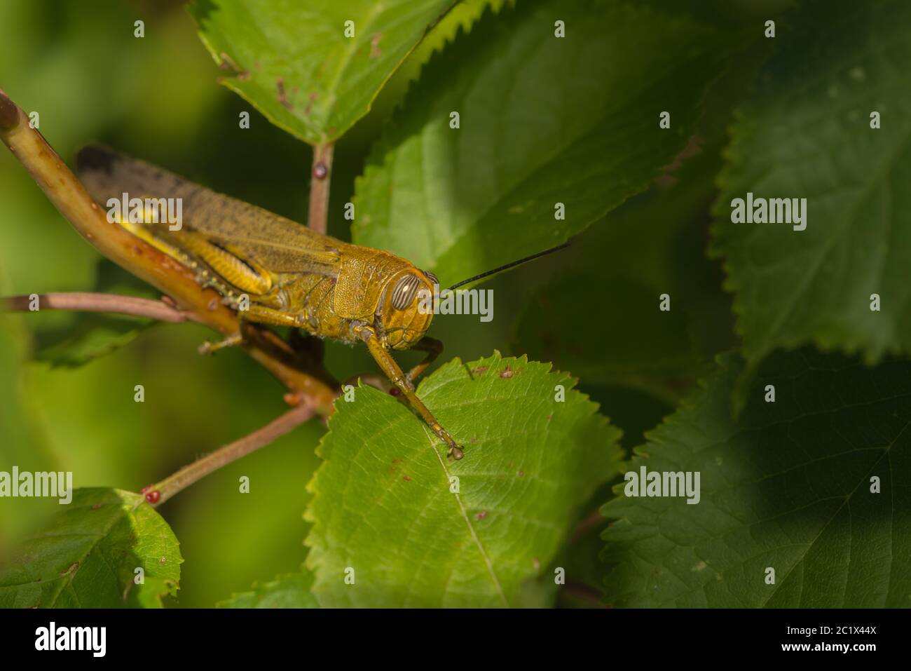 Grasshopper up close hi-res stock photography and images - Alamy