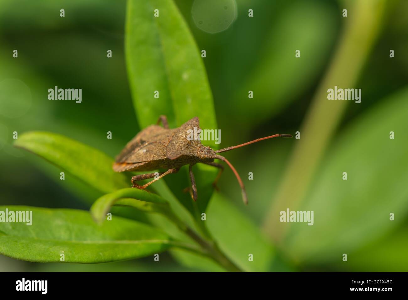 a true bug on a plant Stock Photo - Alamy