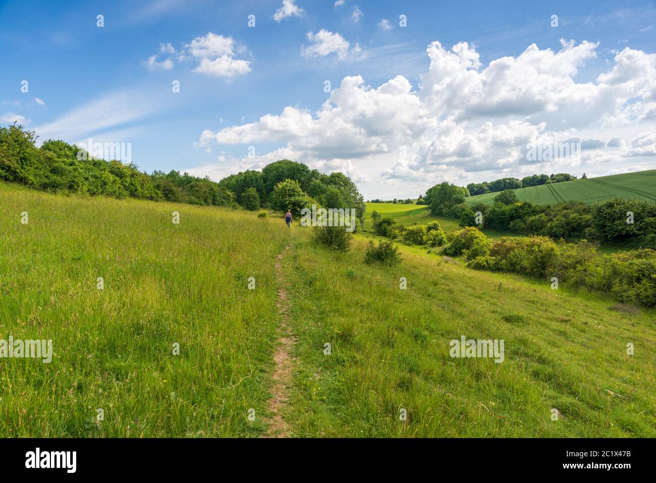 Coombe Bisset Down nature reserve, Salisbury, Wiltshire, UK Stock Photo ...