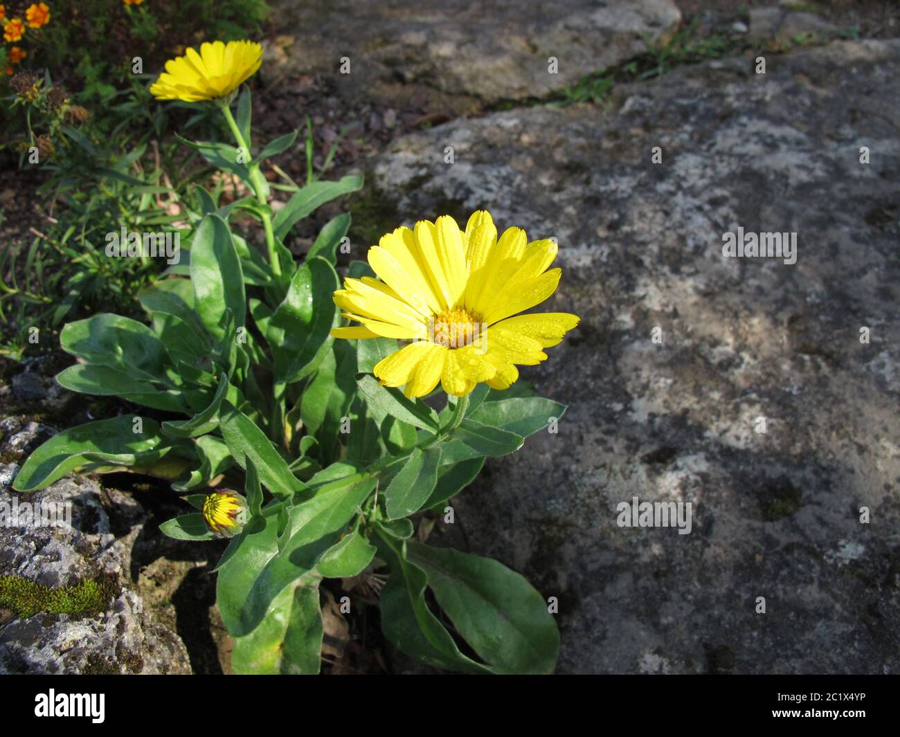 Pot marigold garden hi-res stock photography and images - Alamy